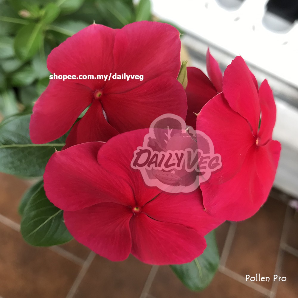 Flower Seed :【VP-3】Vinca Valiant Burgundy (10 seeds) 长春花 种子 : 酒红色 Biji ... Flower Seed :【VP-3】Vinca Valiant Burgundy (10 seeds) 长春花 种子 : 酒红色 Biji ...