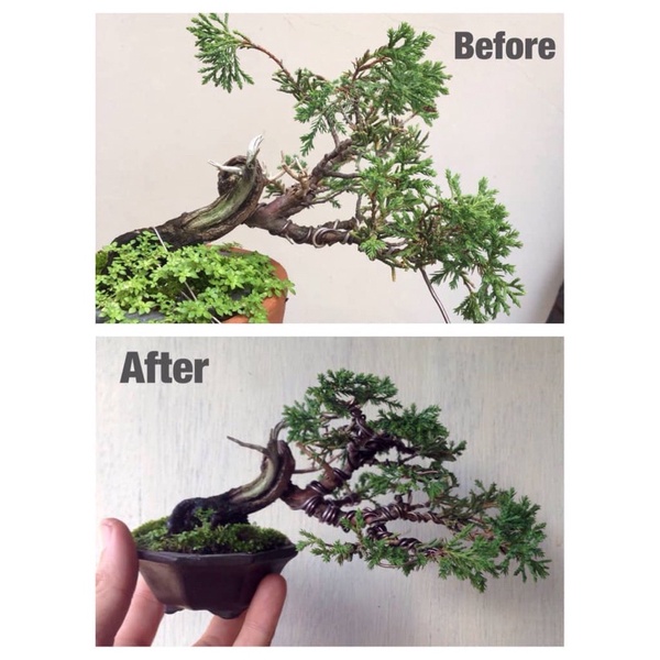 GAFRI BONSAI WIRE KOREA | Shopee Malaysia
