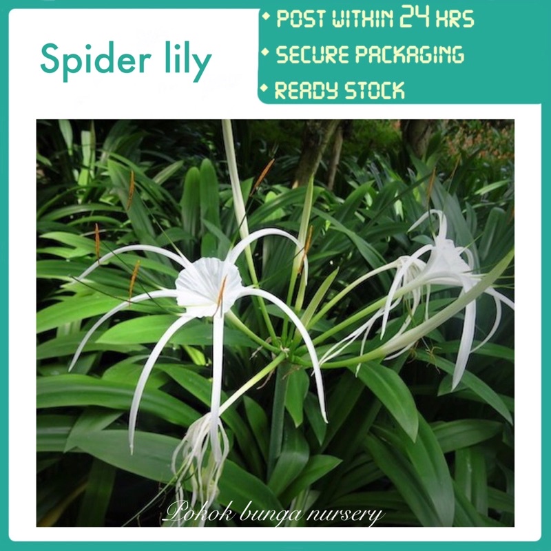 PBN - spider lily - crinum asiaticum outdoor plant flower pokok bunga ...