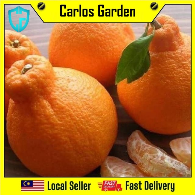 Anak Pokok Limau Dekapon Dekopon Pokok Stabil Import Dari Thailand ...