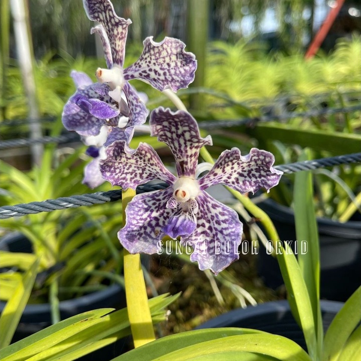 (Fragrant) Dark Purple Blue Vanda Mimi Palmer Hybrid Baby Plant ...