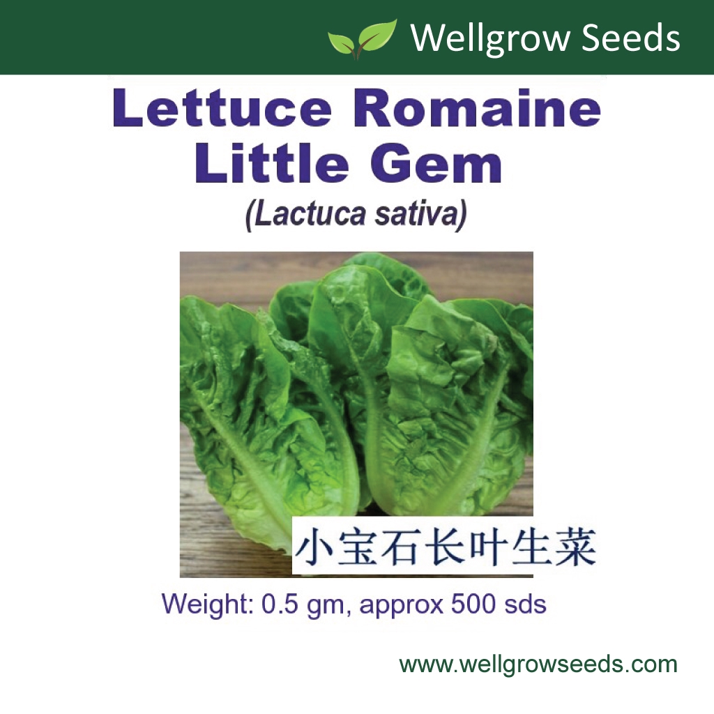 Lettuce Romaine Little Gem (0.5gm approx 500sds) 小宝石长叶生菜 Biji Benih ...