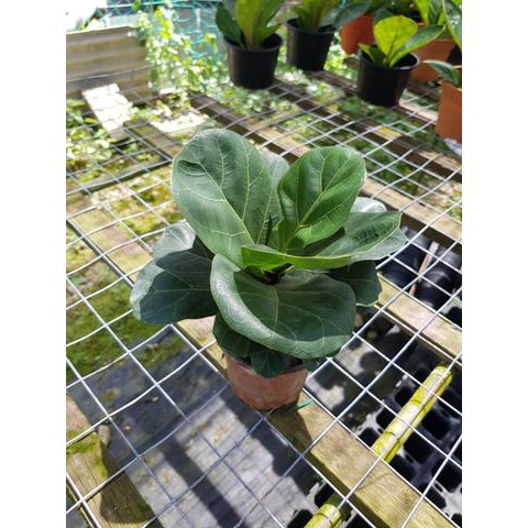 Pokok Hiasan Ficus Homeplant (Fiddle Fig) | Shopee Malaysia