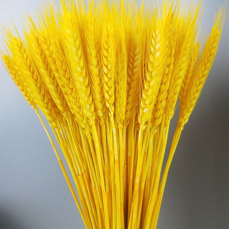 100pc Natural Dried Wheat Flower Golden Dried Flowers for Wedding Party ...