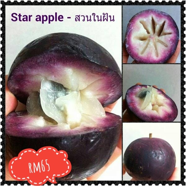 pokok apple star (apple susu vietnam) | Shopee Malaysia