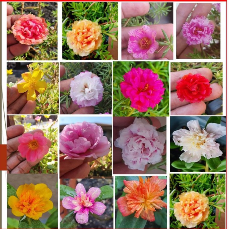 Keratan Batang Bunga Rose Jepun Bunga Pukul Sepuluh 10 Rose Cuttings ...