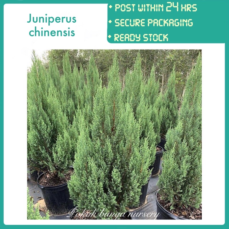 PBN - juniperus chinensis - pokok bunga nursery Chinese juniper cina ...
