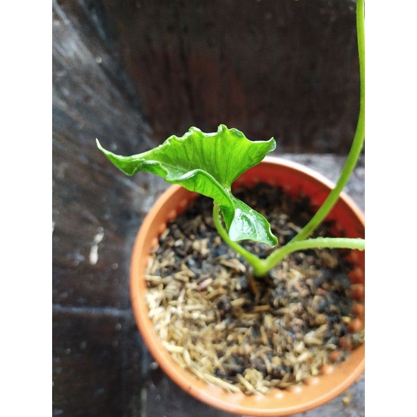 Alocasia triangularis. Keladi Karipap | Shopee Malaysia