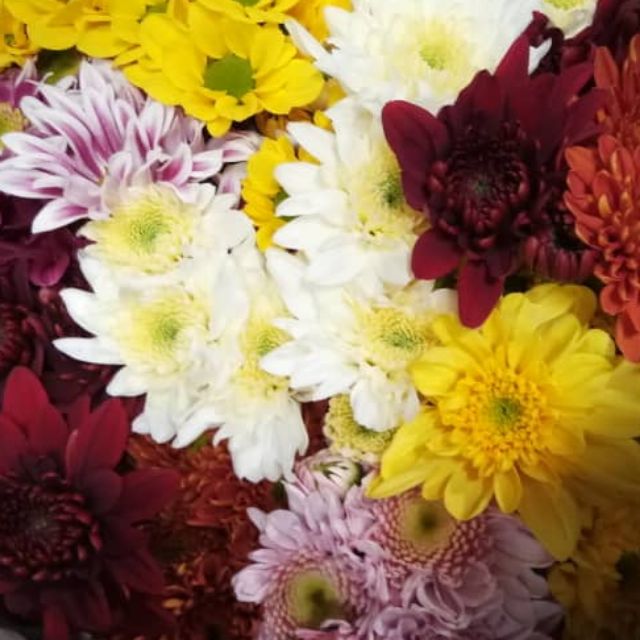 NEXTDAY Delivery 🚚 LB Pom Pom Assorted (A Grade)(12 Stalks). Cameron ...