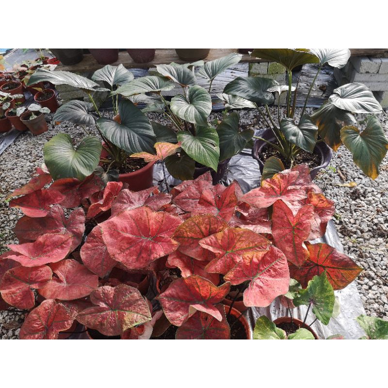 POKOK KELADI NEW WAVE STRAWBERRY FESTIVIA GREEN SPIDER PINK CLOUD VIRAL ...