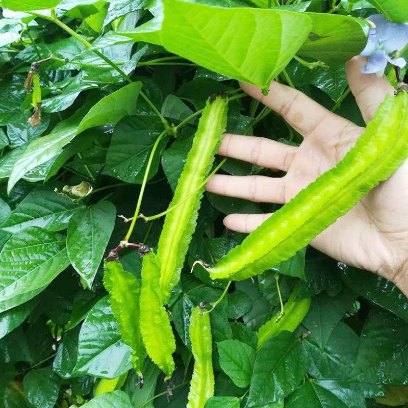 Winged Bean Seeds /Biji Benih Kacang Sayap /四棱豆种子四角豆种籽四季蔬菜种子 | Shopee ...