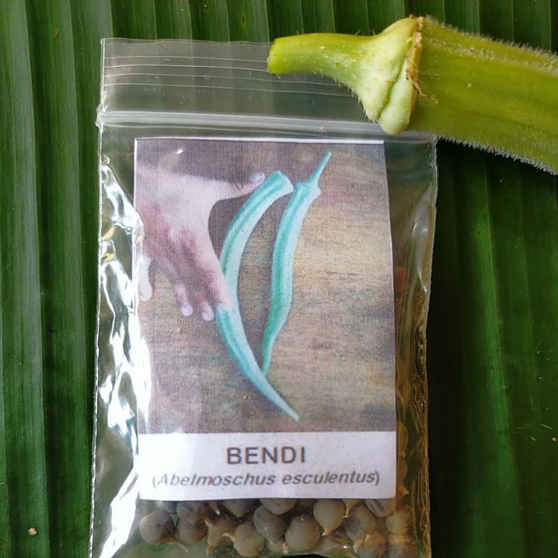 Biji Benih Bendi Hijau Jumbo | Shopee Malaysia