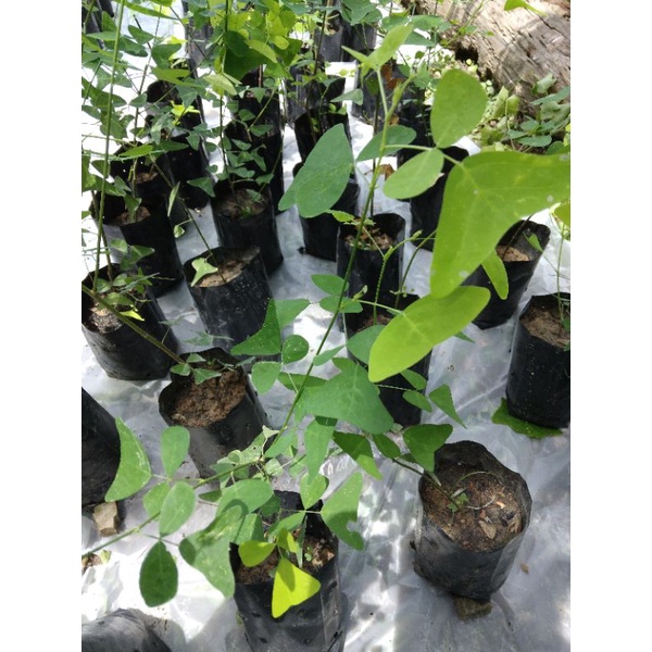 POKOK DAUN RAMA-RAMA | Shopee Malaysia