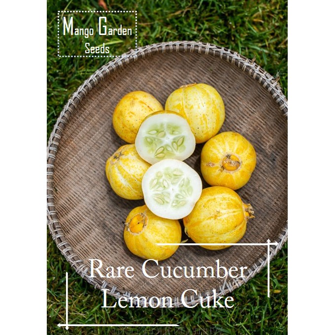 Heirloom Lemon Cucumber Seeds - 15 seed *Pot Friendly* Tanam Pasu ...