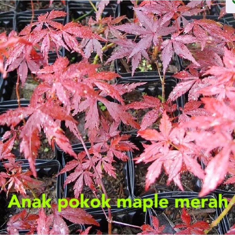 Maple Malaysia/ Maple local | Shopee Malaysia