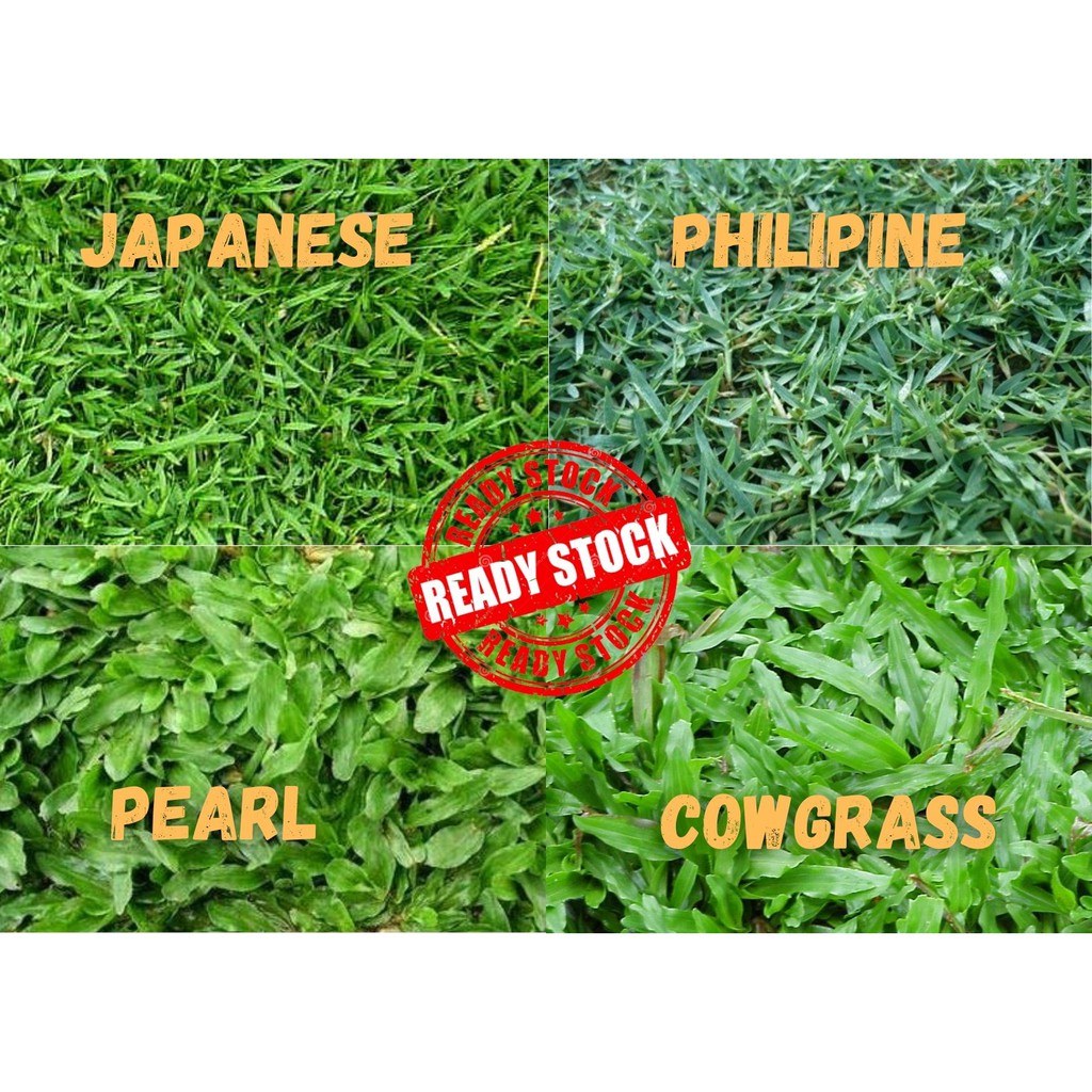 RUMPUT KARPET HIDUP/LIVE GRASS/RUMPUT PADANG/RUMPUT JEPUN/MUTIARA ...