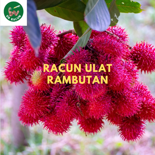Hapuskan Serangga Ulat untuk Buah Rambutan Effective in eliminating the ...