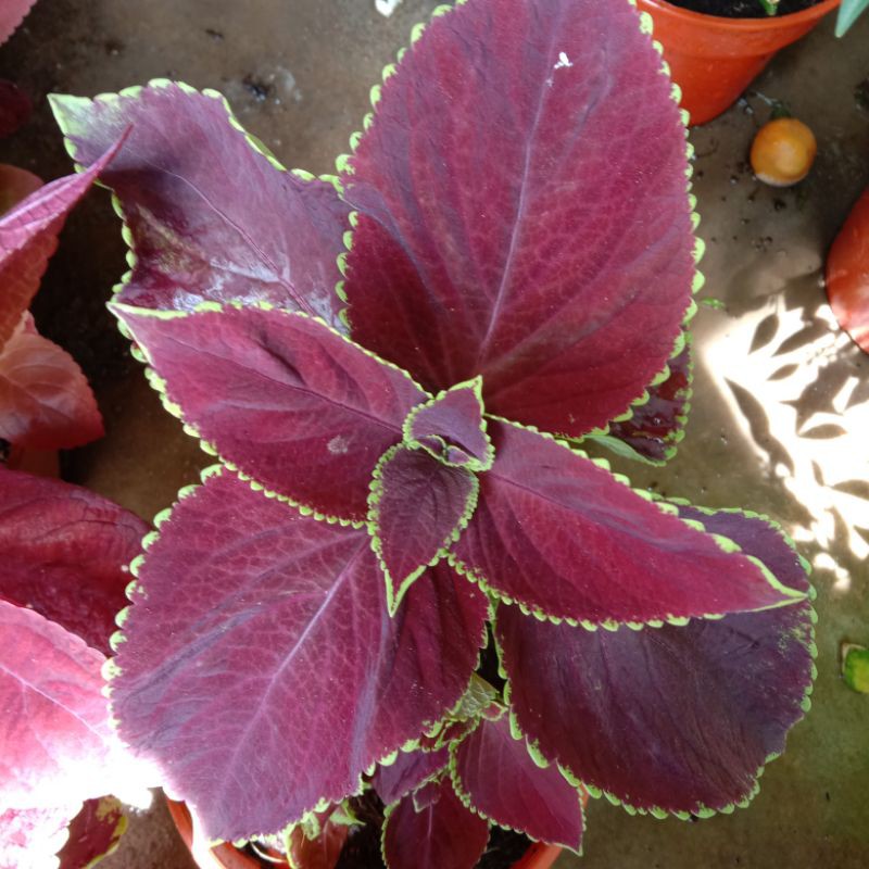 pokok bunga ati-ati. | Shopee Malaysia