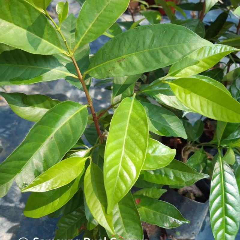 pokok salam/pokok serai samak / serai kayu polibeg (pokok ulam ...