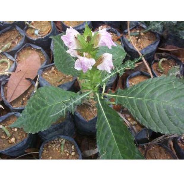 ANOR - Anak Pokok Jeruju Putih (Batik) | Shopee Malaysia