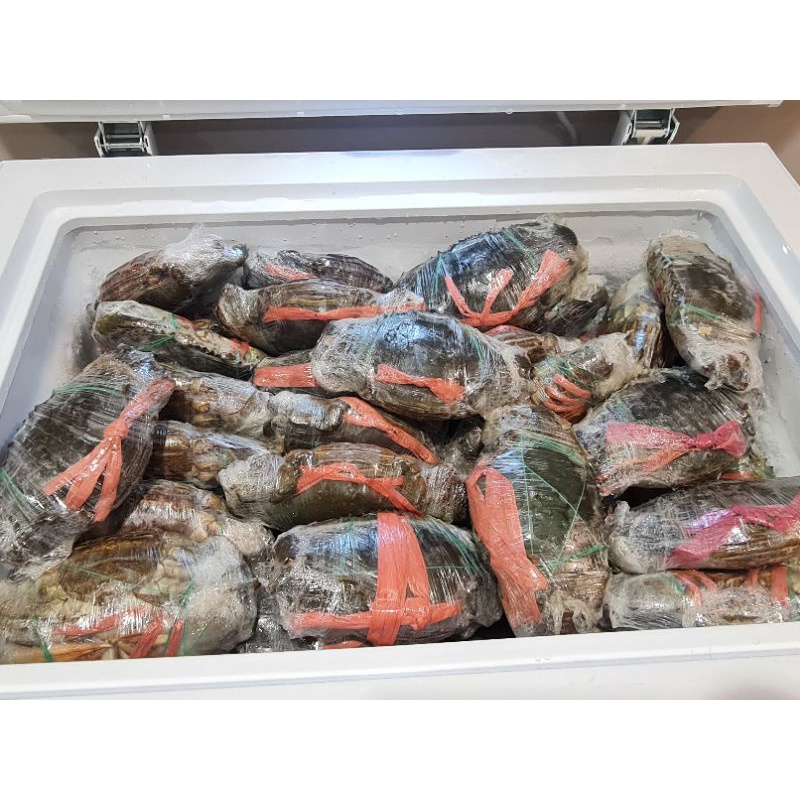 KETAM NIPAH BERTELUR GRED A FROZEN[READY STOCK] | Shopee Malaysia