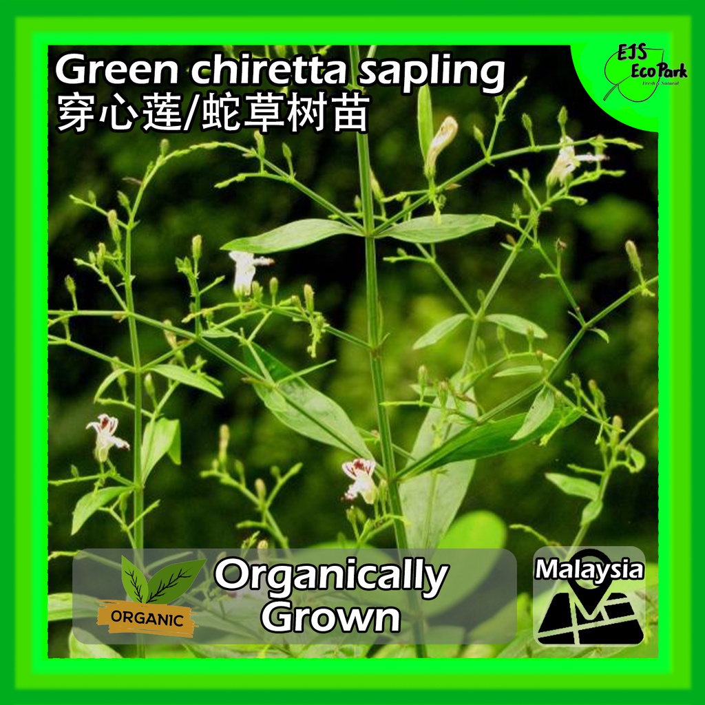 EJS Green Chiretta 穿心莲/蛇草 Anak Pokok hempedu bumi raja pahit | Shopee ...