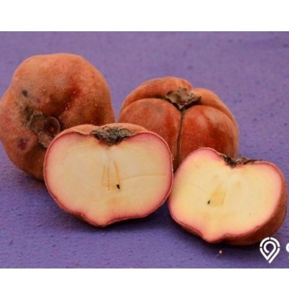 Pokok Buah Mentega Seralat | Shopee Malaysia