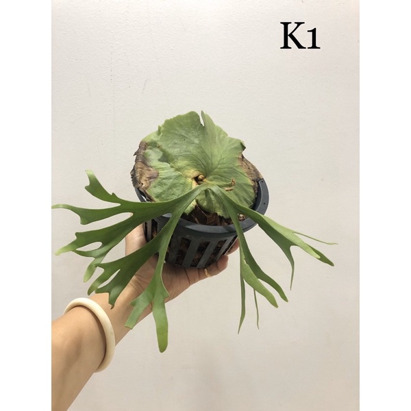 Platycerium Mt. Kitshakood Thin Form 细叶亚皇鹿角蕨 | Shopee Malaysia