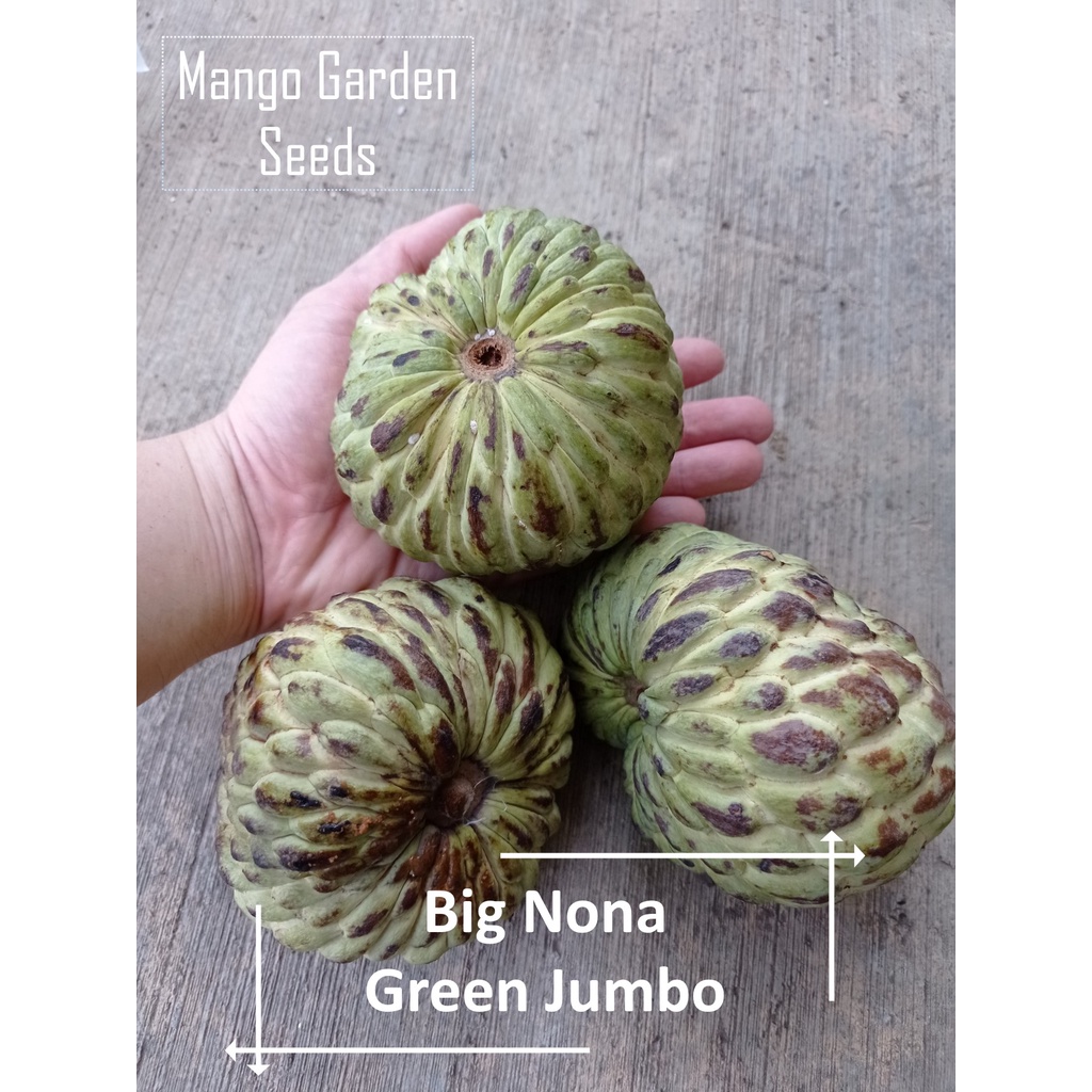 Benih Nona Hijau Jumbo - 5 Seed *Big Pot Friendly* Tanam Pasu Besar ...