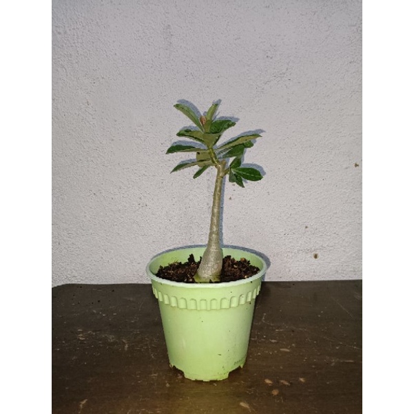 Adenium Small Size Plant | Shopee Malaysia