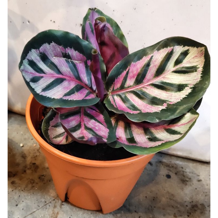 Calathea Cora - Indoor plant | Shopee Malaysia