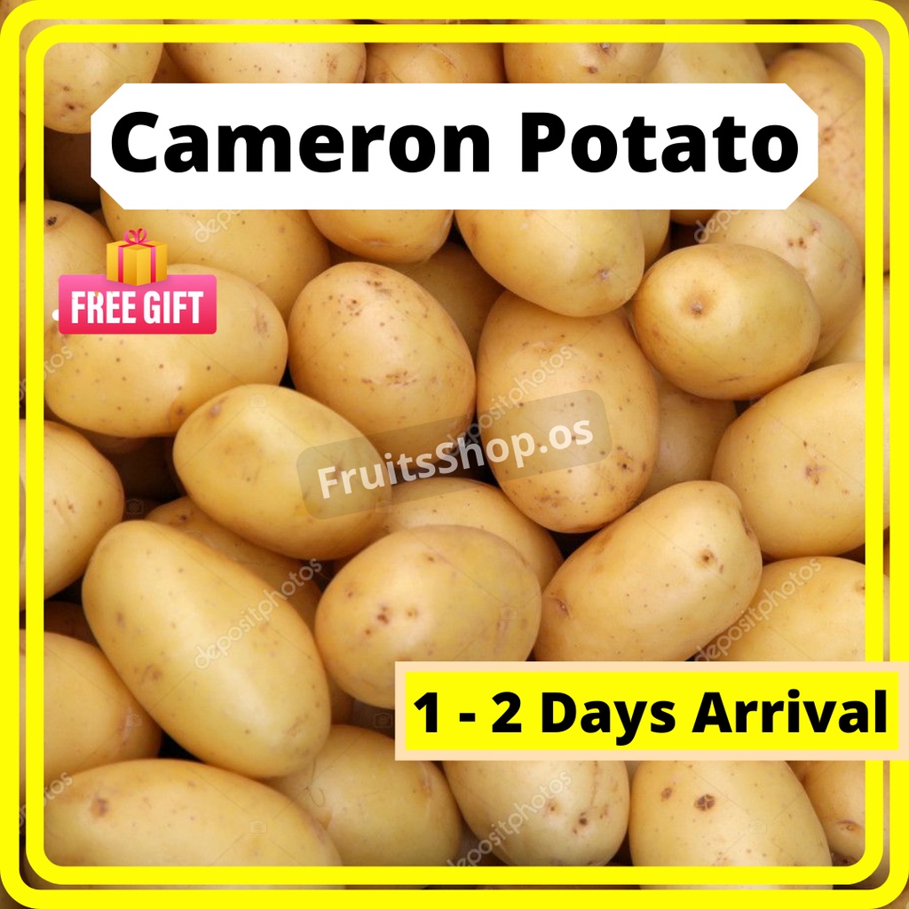 [FREE GIFT] Organic Potato Cameron Highland Ubi Kentang Fresh Sayur ...