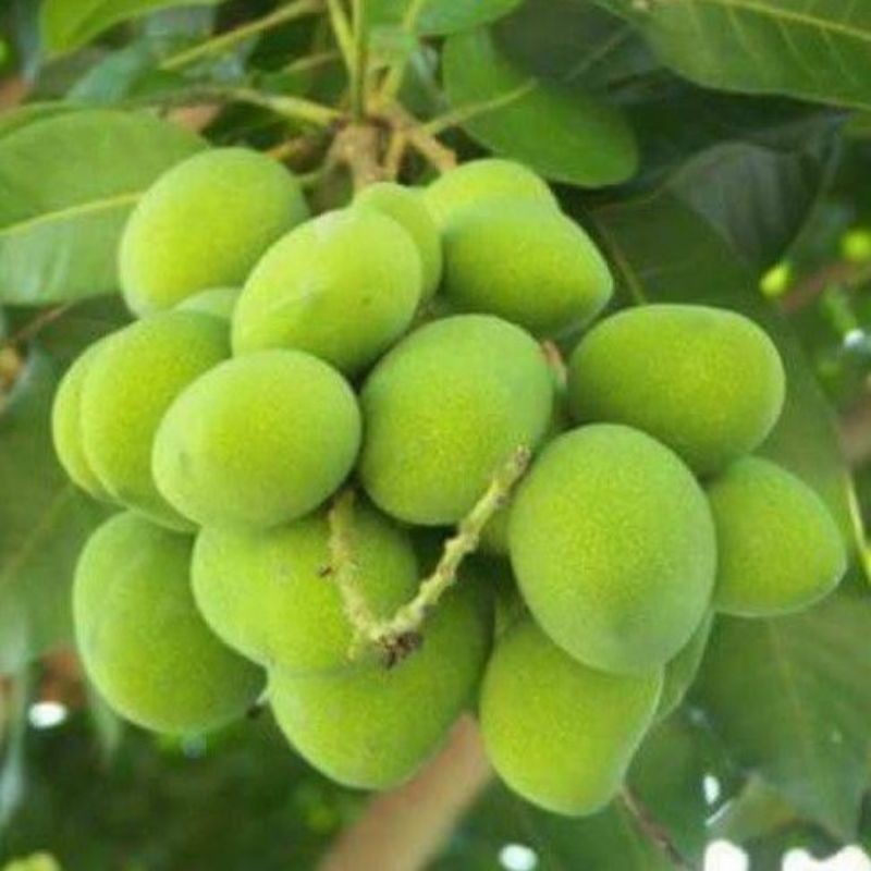 1KG MANGGA TELOR/PAUH RINGAN (FREE COLEK SERBUK) | Shopee Malaysia