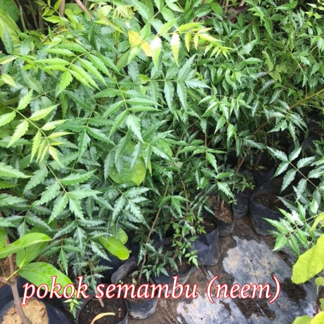 Anak pokok mambu / semambu / neem | Shopee Malaysia
