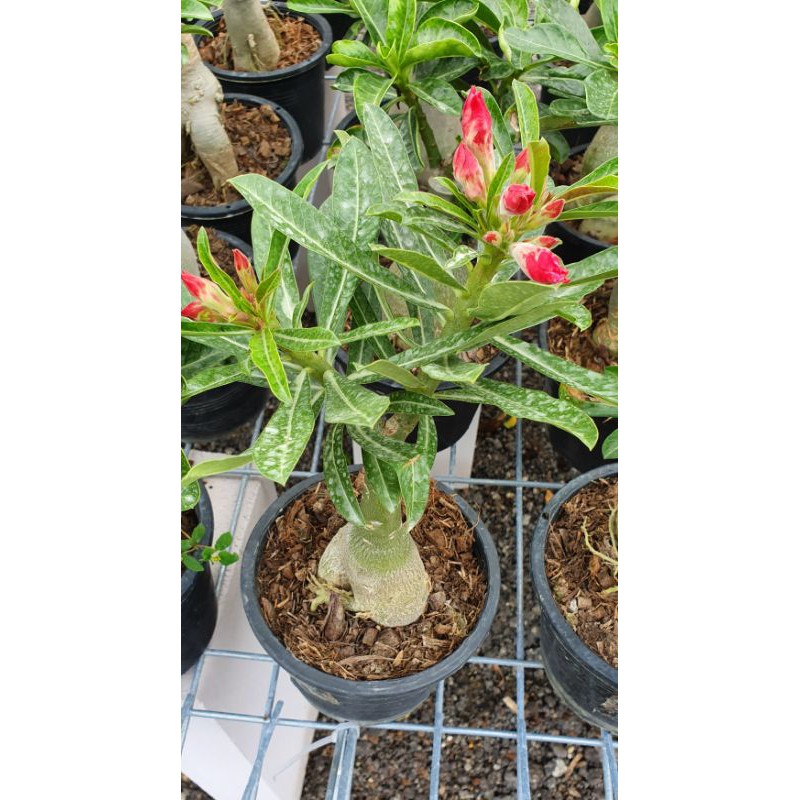 Adenium Thailand Real Live Plants (Random Colour ) | Shopee Malaysia