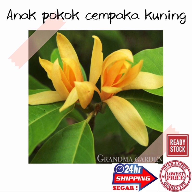 (GG REAL PLANT) anak pokok cempaka kuning ^ yellow magnolia champaca ...