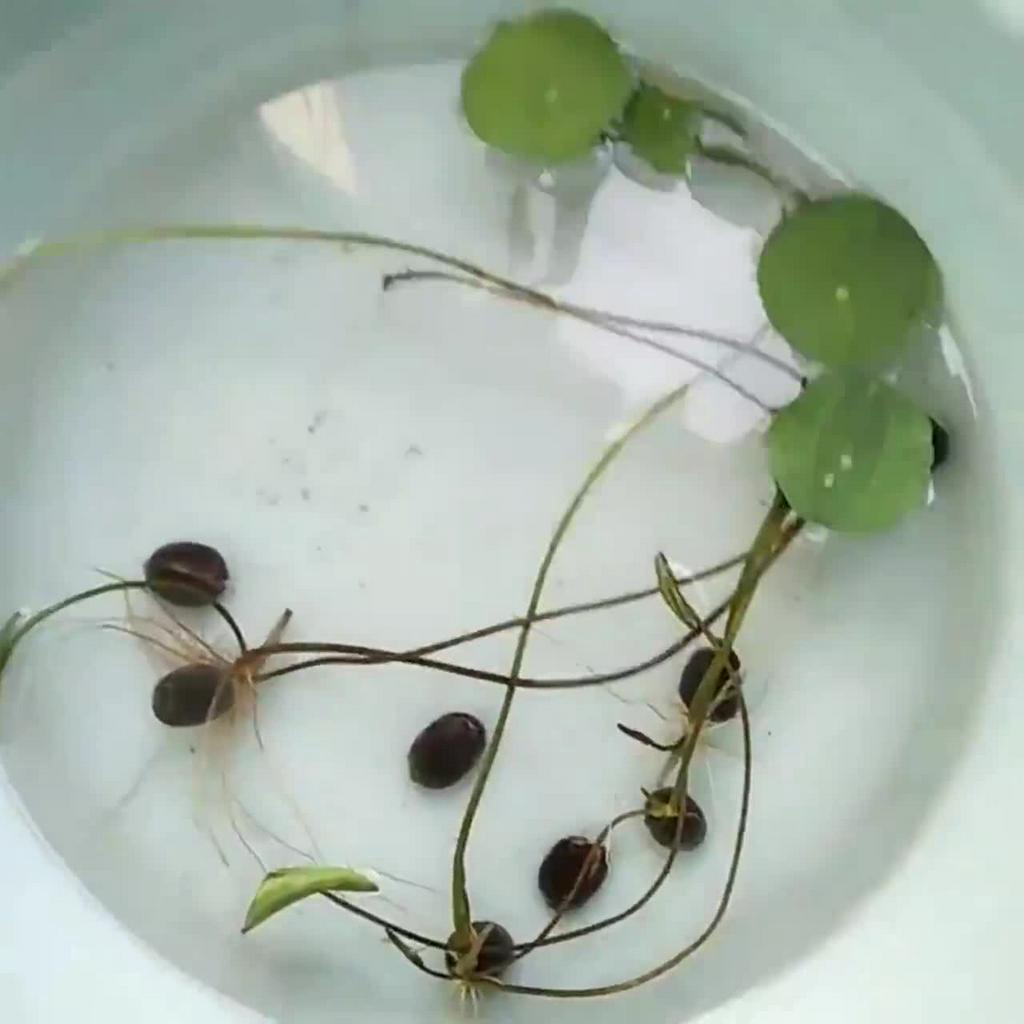 5 Biji Benih Teratai Lotus Seeds Bowl Lotus Mini Water Lily Garden ...