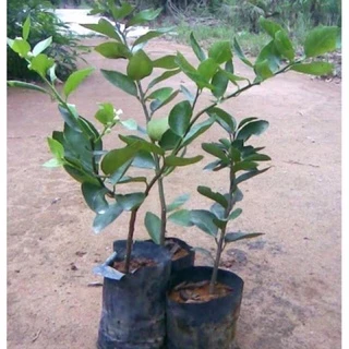 limau besar Malaysia, Best Deals September 2024 | Shopee Malaysia