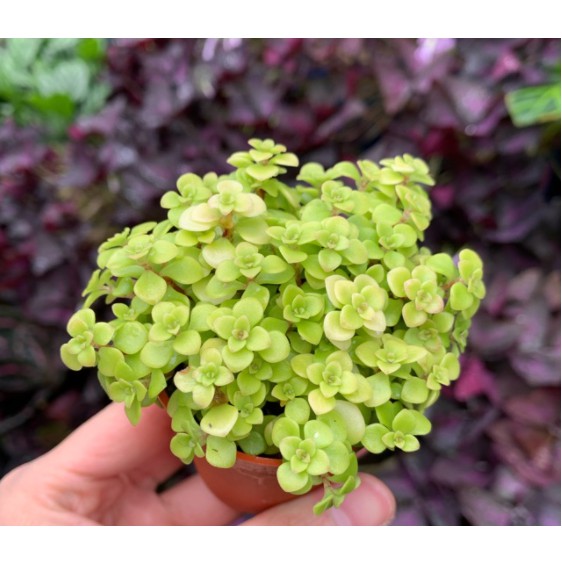 90s Greenovation l Live Plant Succulent- Sedum Makinoi Ogon 黄金圆叶 ...