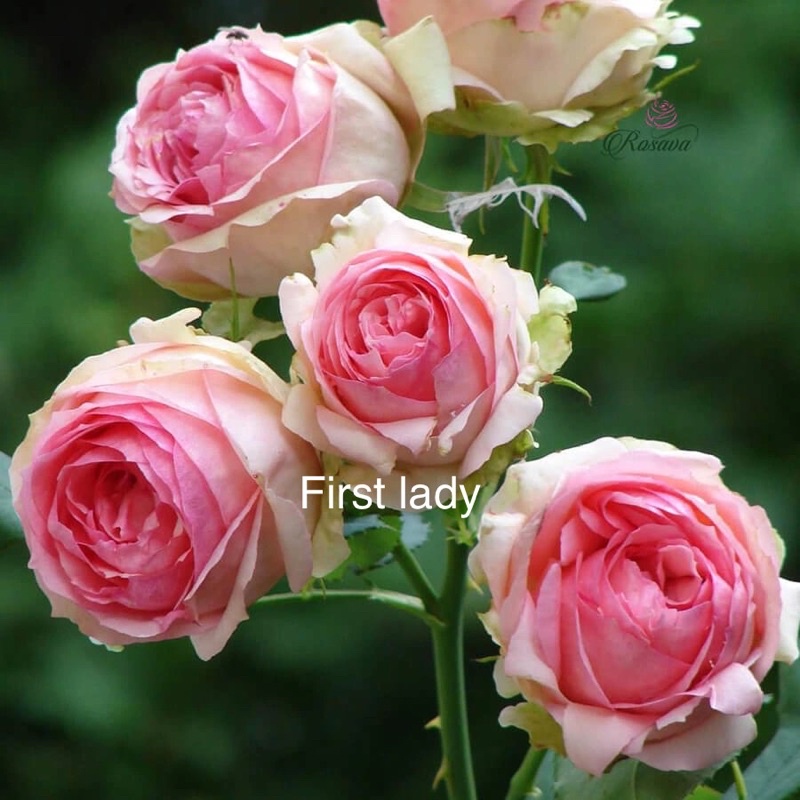 Ros bunga besar ID First Lady English rose (grafted rose) | Shopee Malaysia