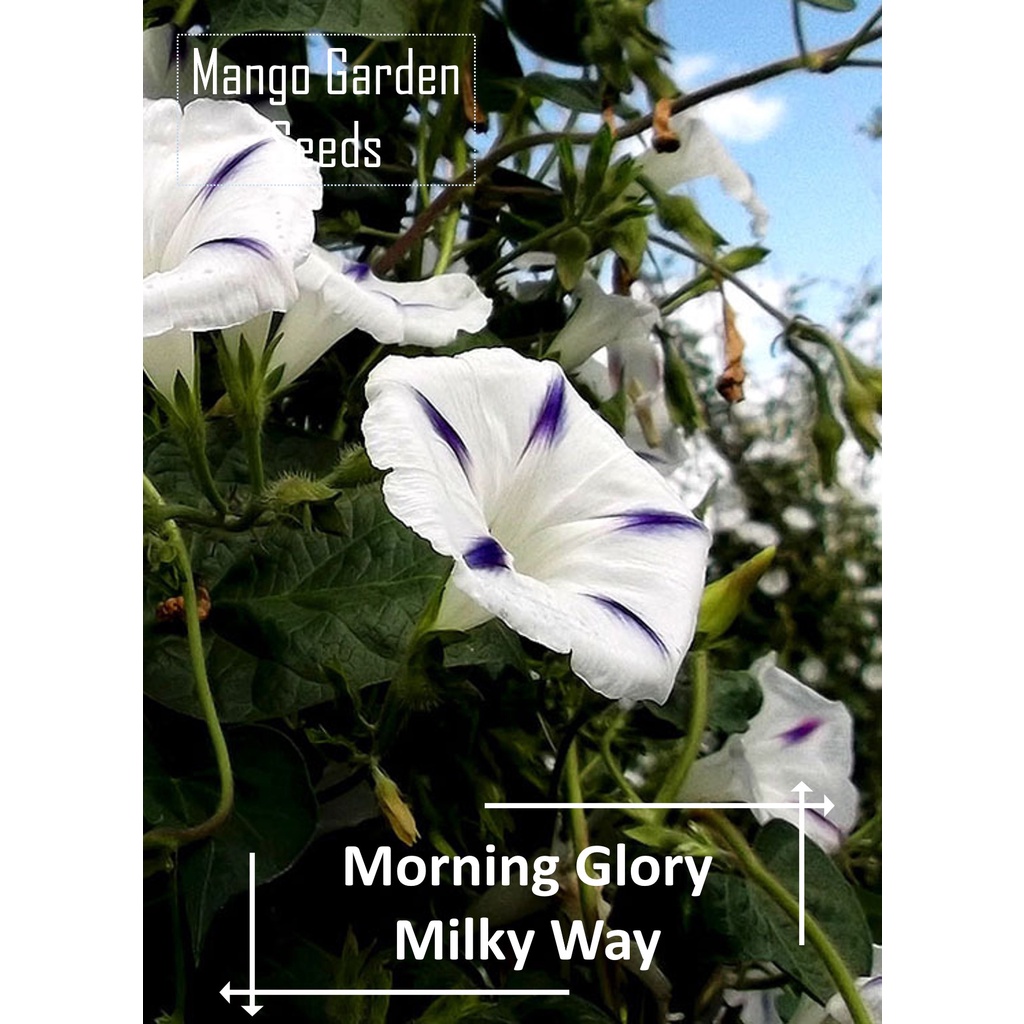 Milky Way Morning Glory Seeds - 20 Seed *Pot Friendly* Tanam Pasu ...