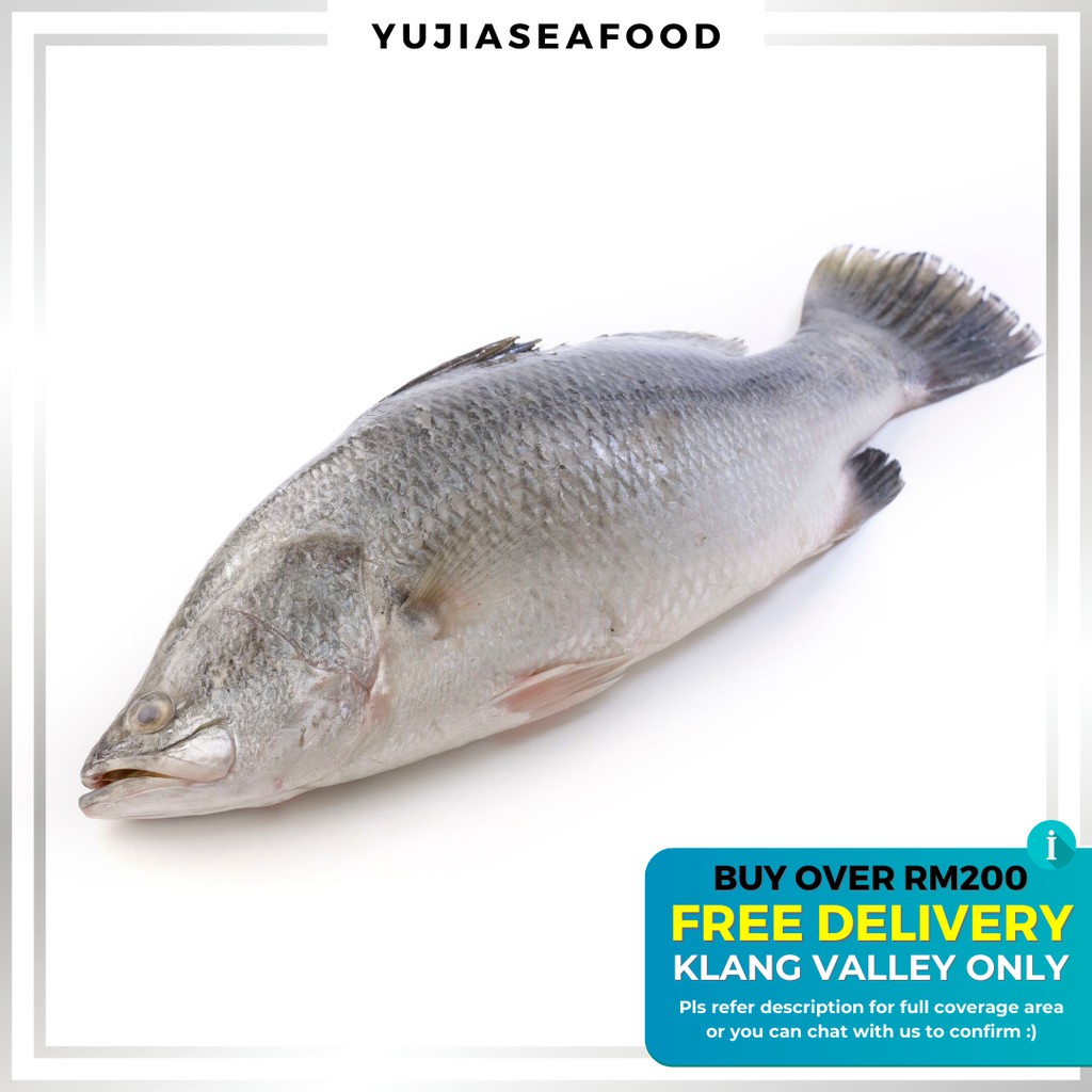 [KL&SGR SAHAJA] 800g-1kg Siakap Fish Frozen / Seabass Barramundi / Ikan ...