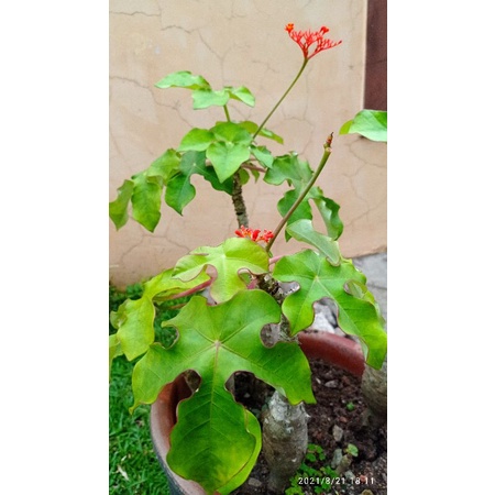 Anak Pokok Jarak bunting | Shopee Malaysia