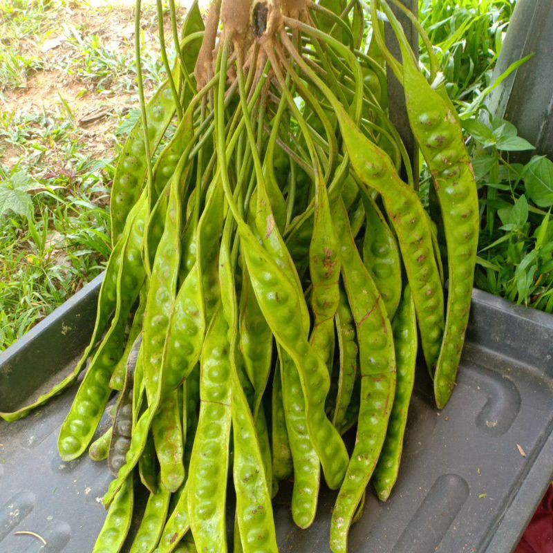 petai padi fresh untk | Shopee Malaysia