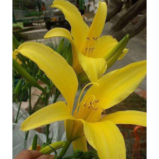 Anak pokok Kincam/kim cham/ day lily | Shopee Malaysia