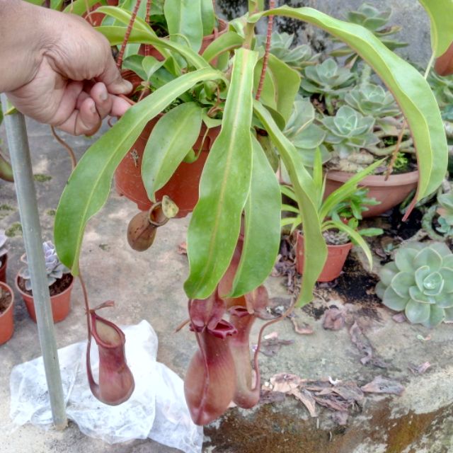 Anak Pokok Periuk Kera Pokok Hiasan Cantik Pokok Hidup Nepenthes Live ...