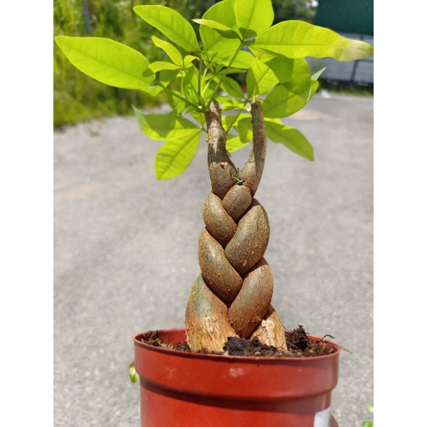 Happi GO 1Pot Ficus Pachira 3 Plaits 3编发财树 (Live Plant) | Shopee Malaysia