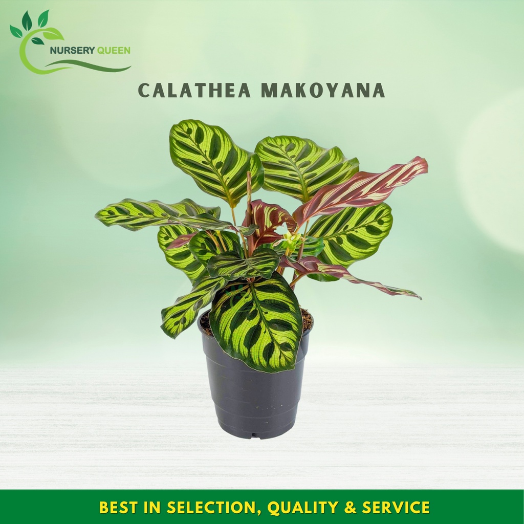 Anak Pokok Calathea Makoyana Live Plant Pokok Hidup | Shopee Malaysia