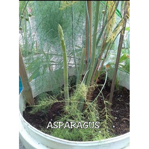 Benih Sayur ASPARAGUS HASIL TINGGI (SUPER FOOD) F1 | Shopee Malaysia