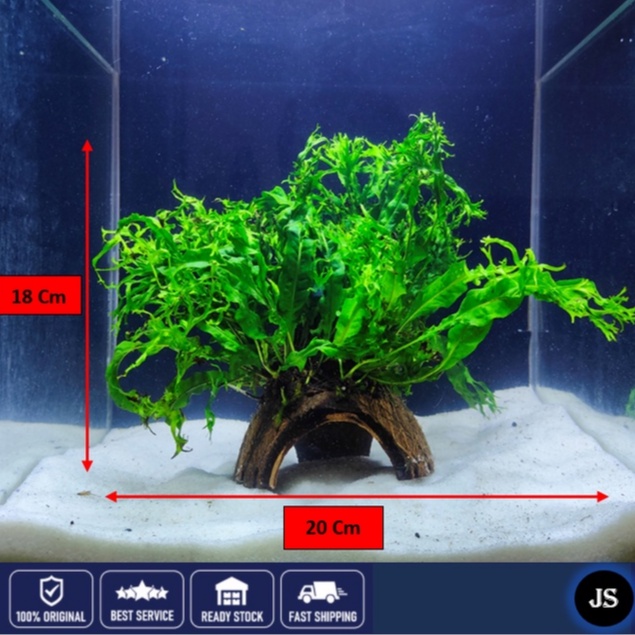 🔥Aquatic Plant Windelov🔥Microsorium pteropus/Windelov/Aquarium ...